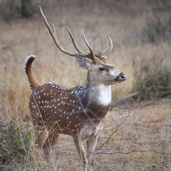 Jeleni v Indii | fotogaleriehasek.cz